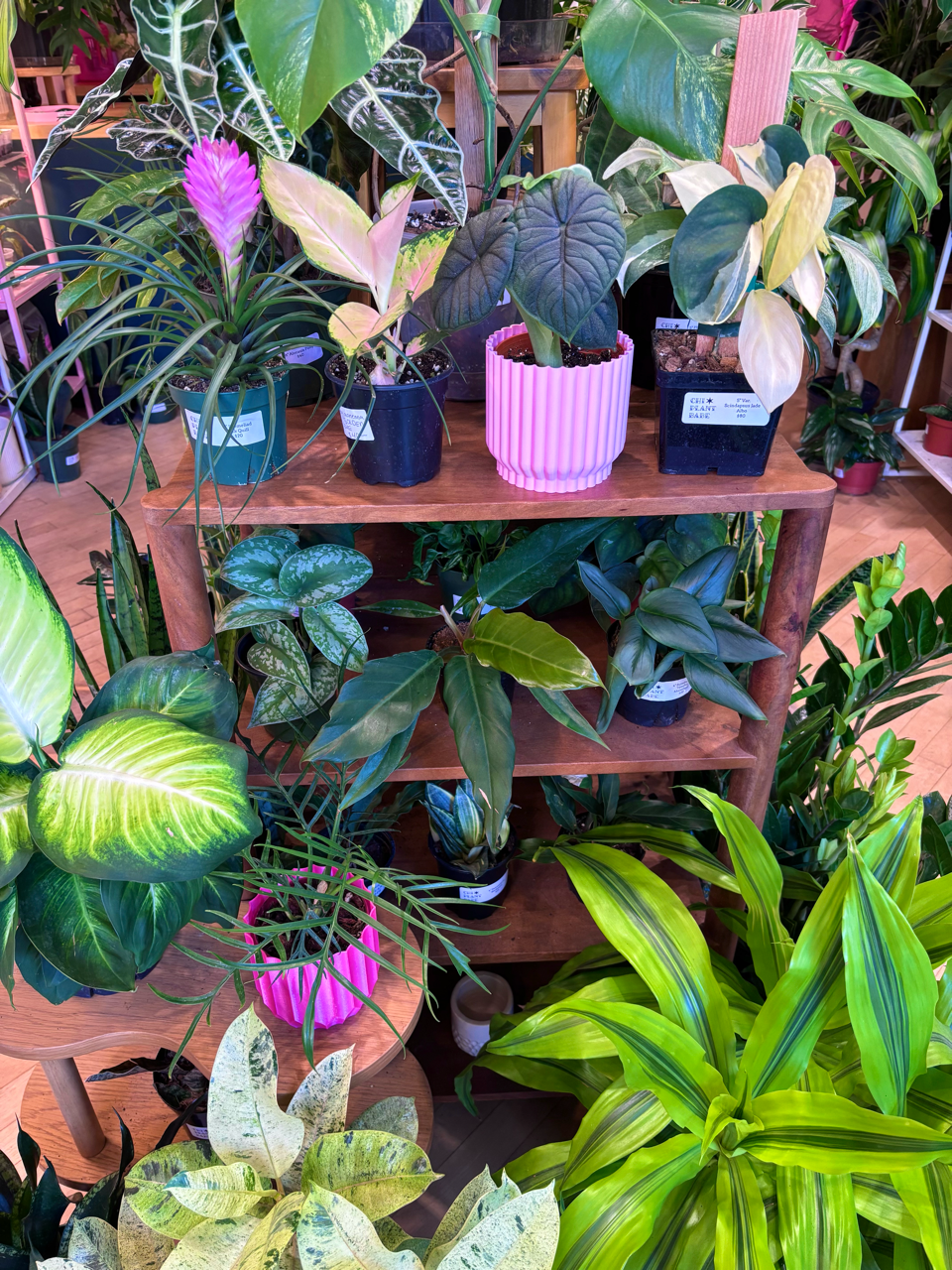 Chicago Plant Babe
