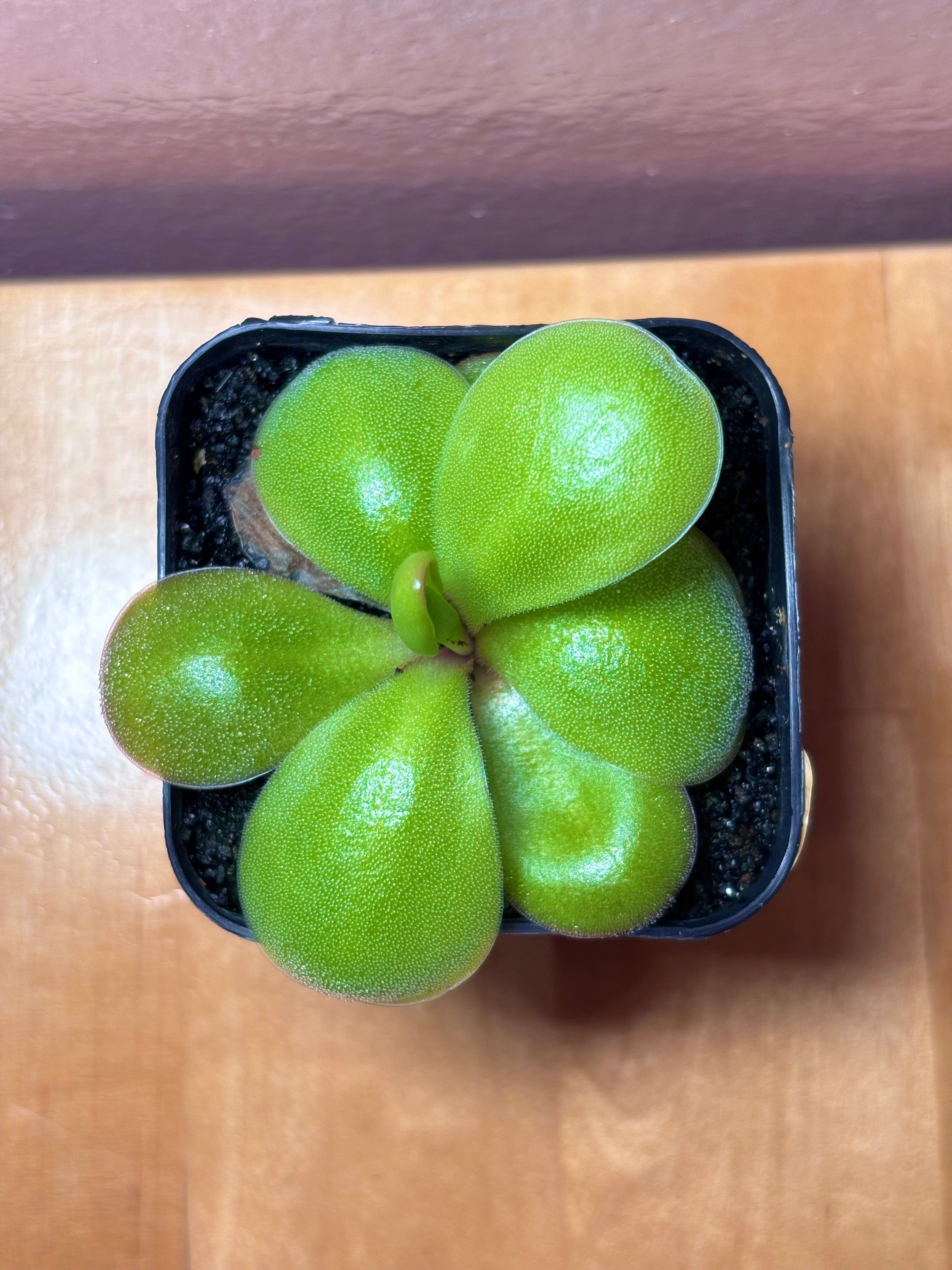 Pinguicula Mehitable | Chicago Plant Babe