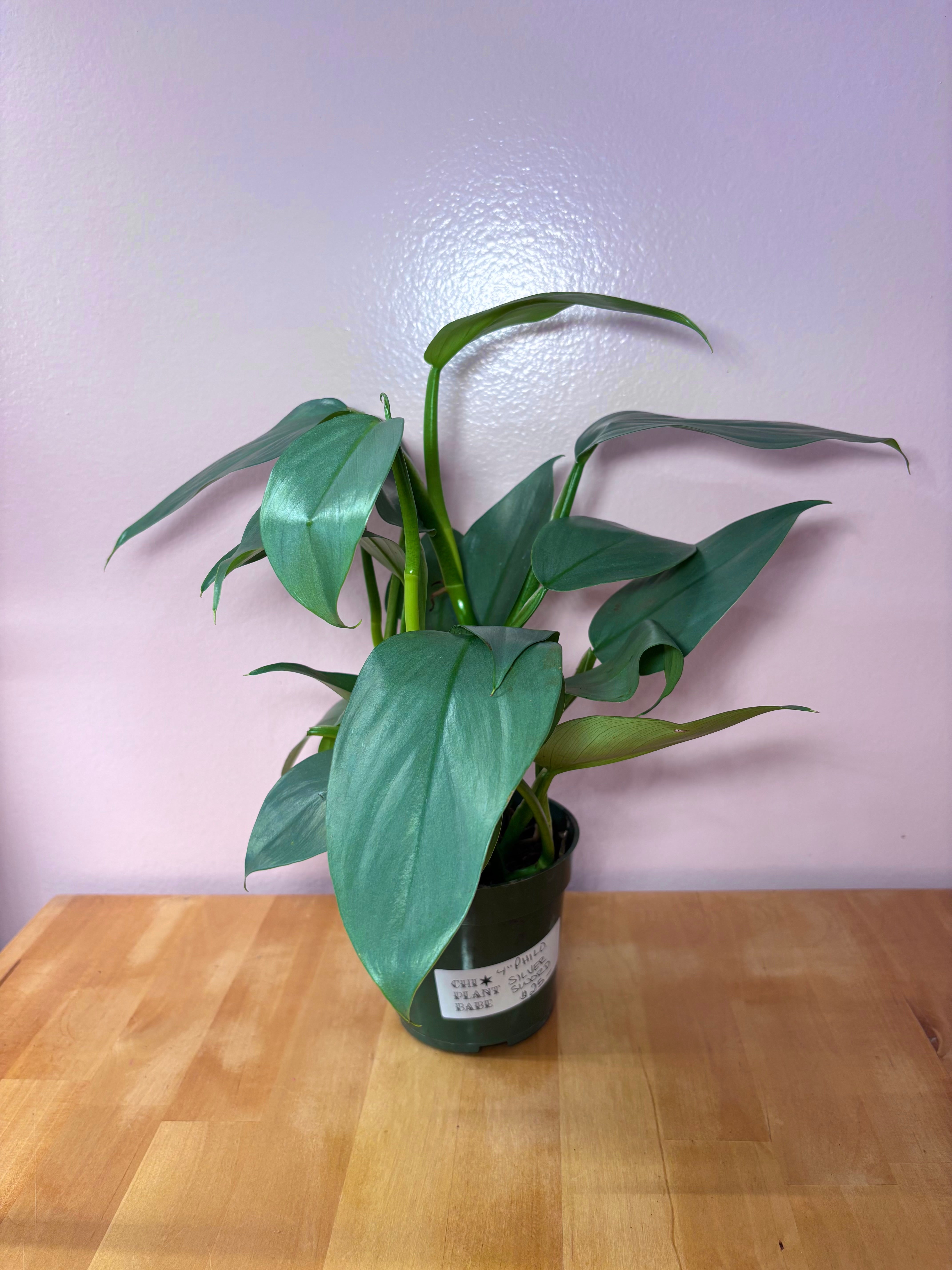 Philodendron Silver Sword | Chicago Plant Babe